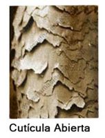 henna, como mejorar la coloración vegetal con plantas